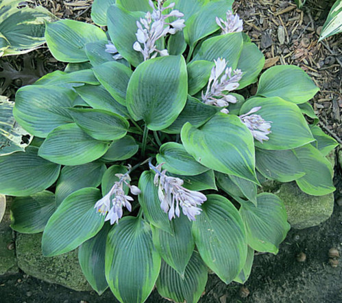 Hosta Teatime | Rewelahostas