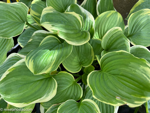 Hosta Fragrant Dream | Rewelahostas
