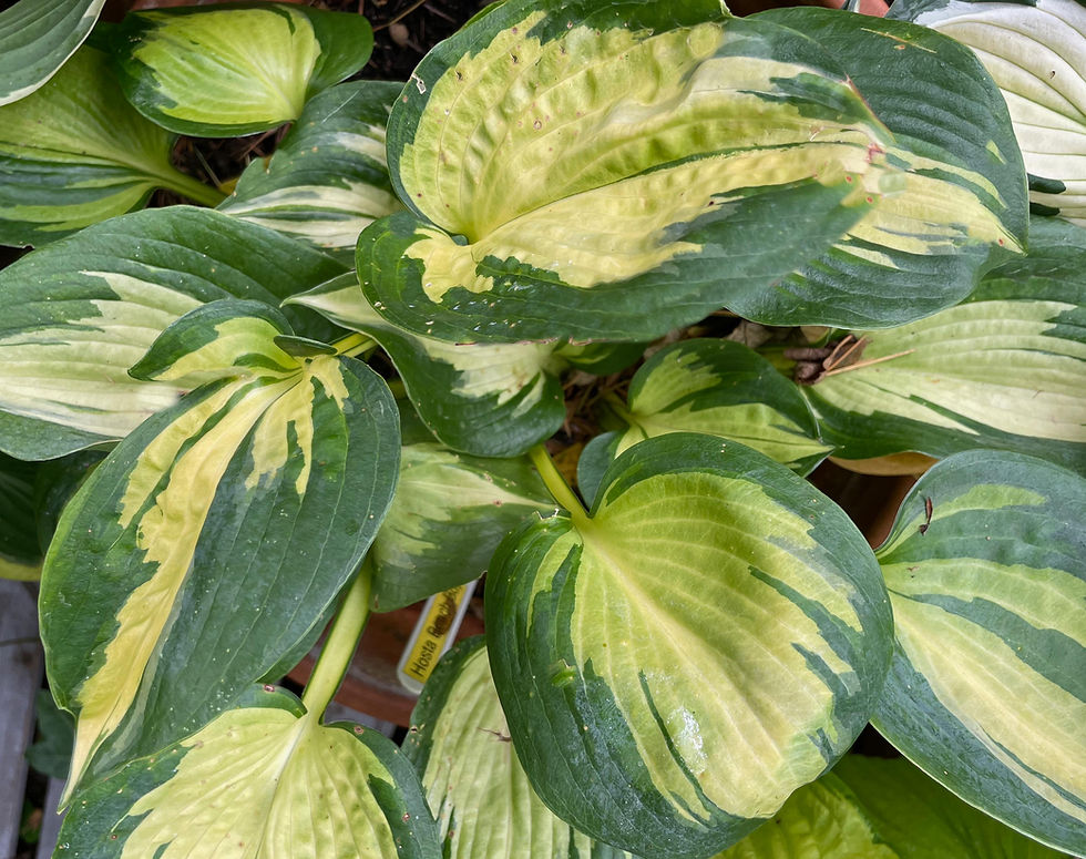 Large & Giant Hostas For Sale In The UK 3/6