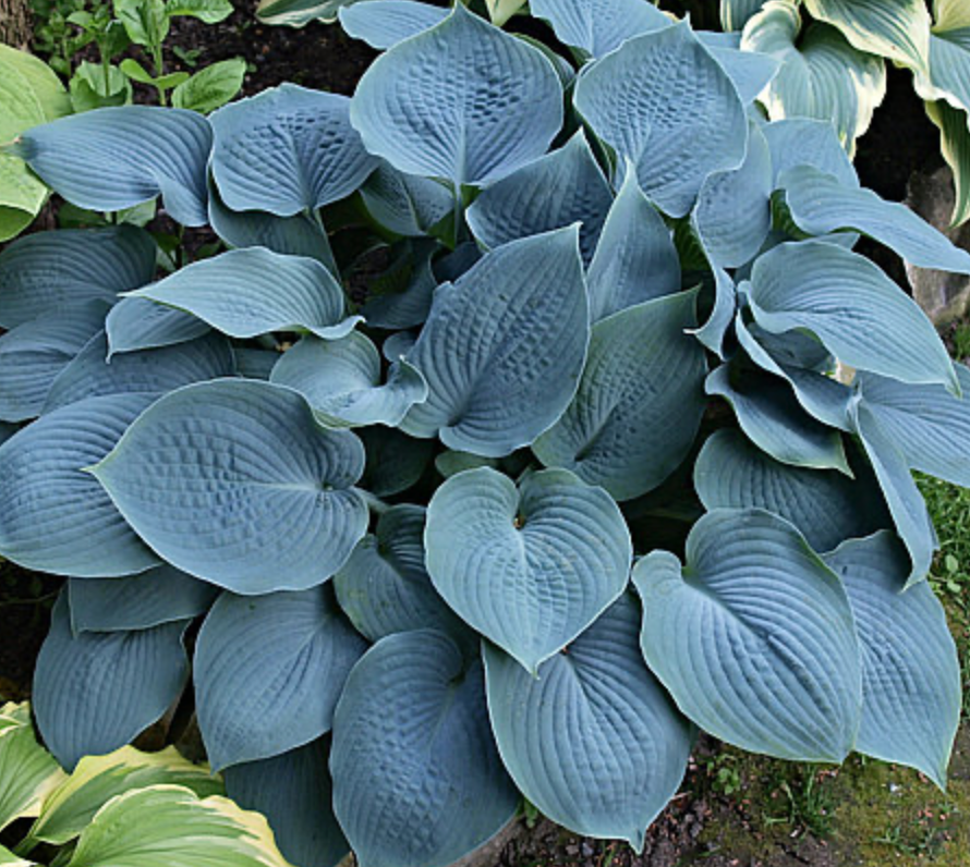 Shop | Specialist Online Mail-Order Hosta Plants Nursery UK