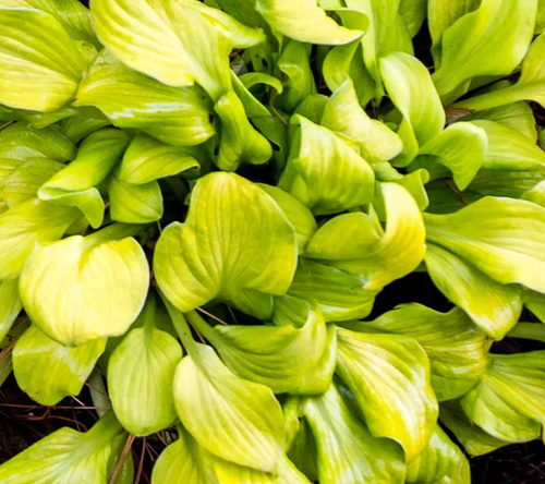 Hosta Sun Mouse | Rewelahostas