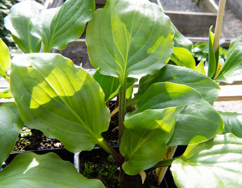 Hosta Red Stepper | Rewelahostas