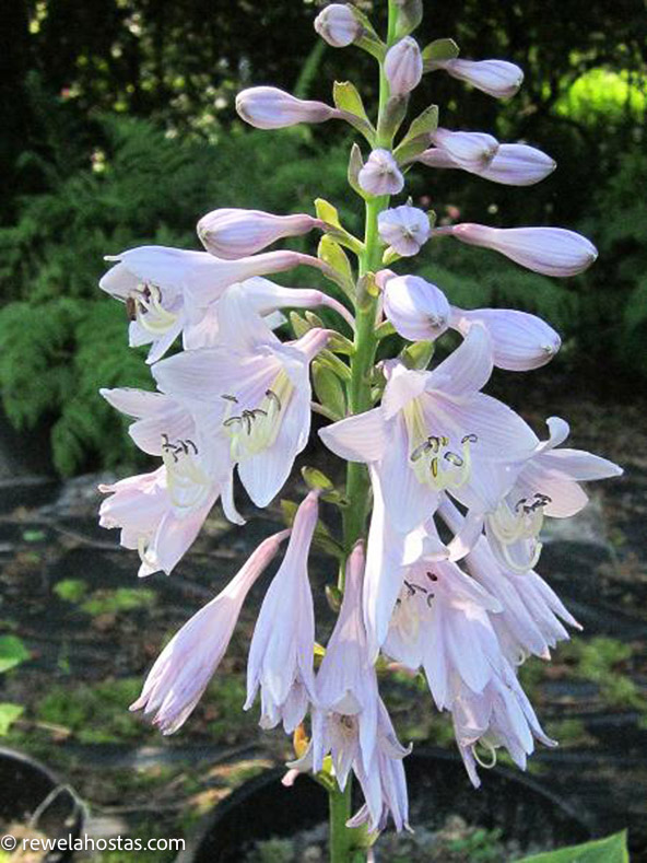 "Hosta Flowers: To Cut Or Not To Cut