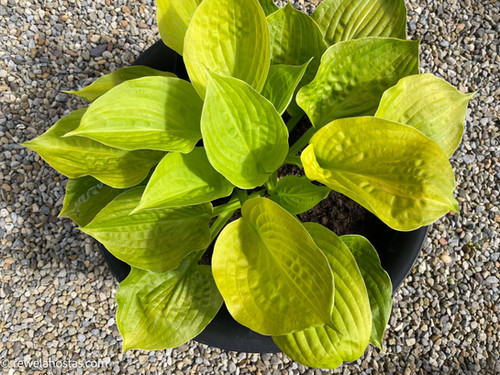 Hosta Banana Kid | Rewelahostas
