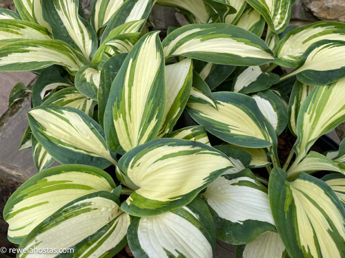 Hosta Hans | Rewelahostas