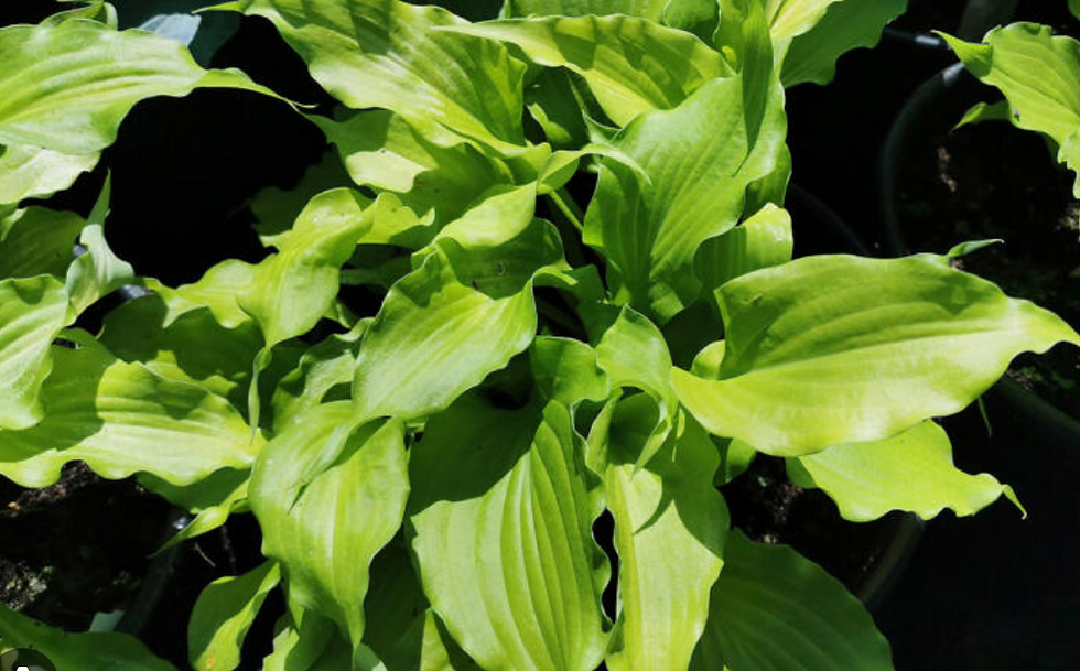 Shop | Specialist Online Mail-Order Hosta Plants Nursery UK