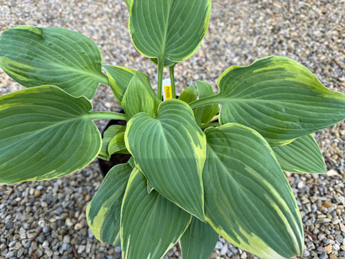 Hosta Poker | Rewelahostas