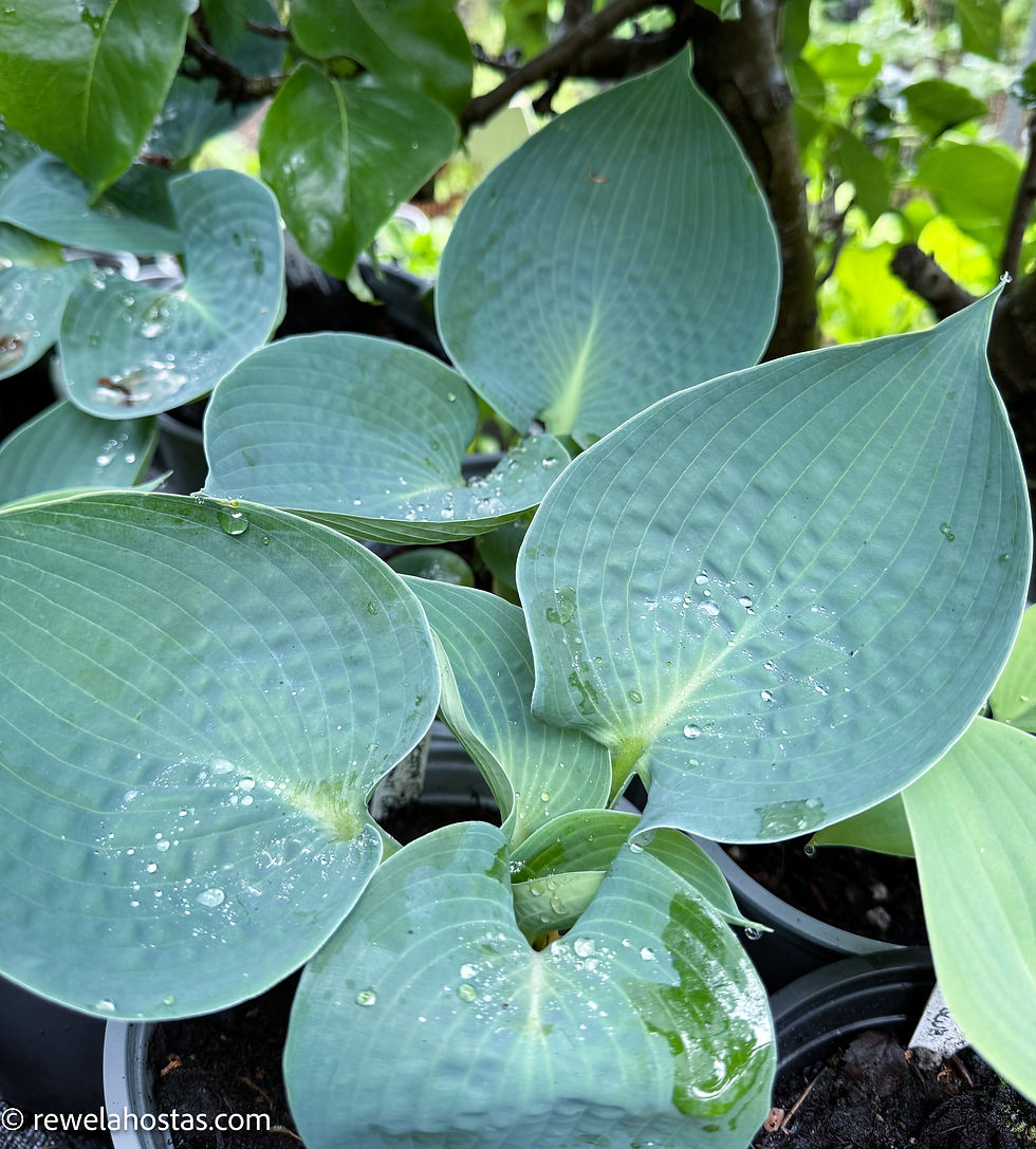 Unveiling the Mystery of Blue Hostas: Care Tips for Their Unique Colour