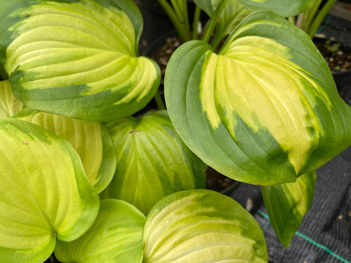 Hosta Enchiladas | Rewelahostas