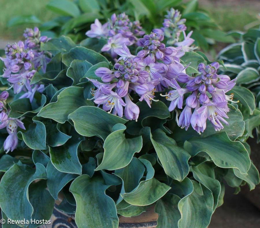 Growing Blue Hostas