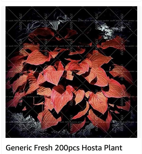 AI generated Hosta Photographs