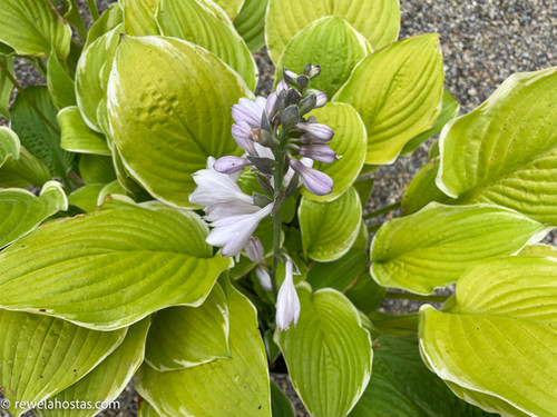 Hosta Sea Dream | Rewelahostas