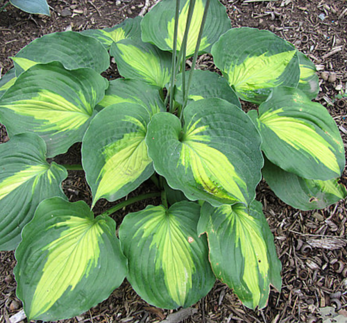 Hosta Beyond Glory | Rewelahostas