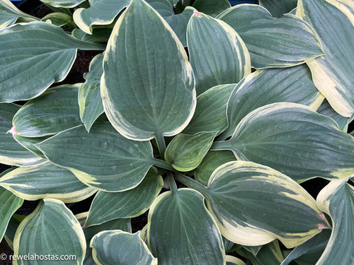 Hosta Tambourine | Rewelahostas