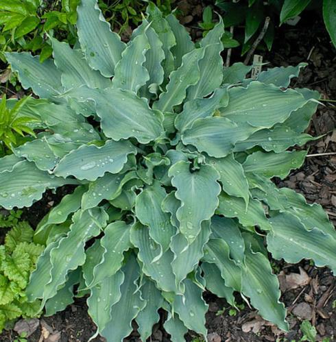 Hosta Blue Cascade | Rewelahostas