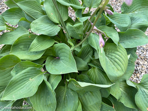 Hosta Peter Pan | Rewelahostas