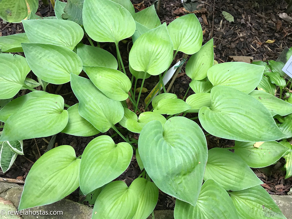 Hosta Gold Edger | Rewelahostas