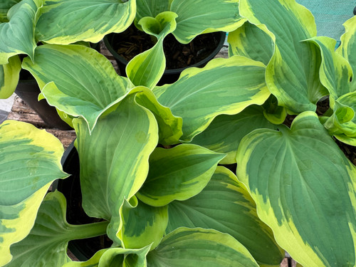 Hosta All A Flutter | Rewelahostas
