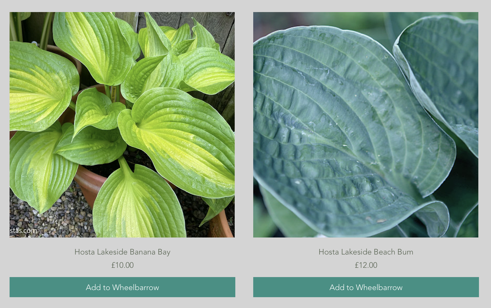 Whats's in a Name? .... How Hostas Get Their Names