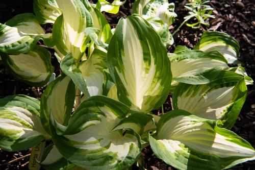 Hosta Undulata Univittata | Rewelahostas