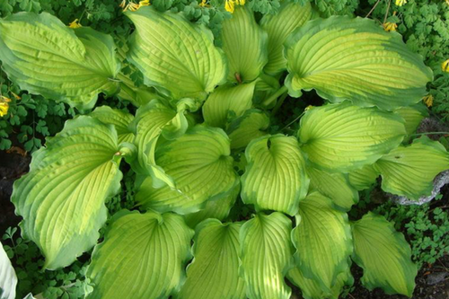 Hosta Emerald Ruff Cut | Rewelahostas