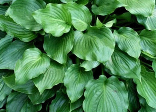 Hosta Branching Out | Rewelahostas