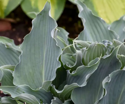 Hosta Waterslide | Rewelahostas