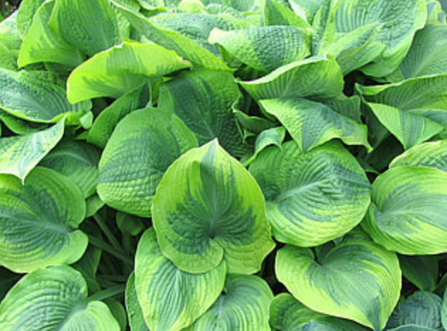 Shop | Specialist Online Mail-Order Hosta Plants Nursery UK 5/8