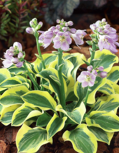 Hosta Lucky Mouse | Rewelahostas