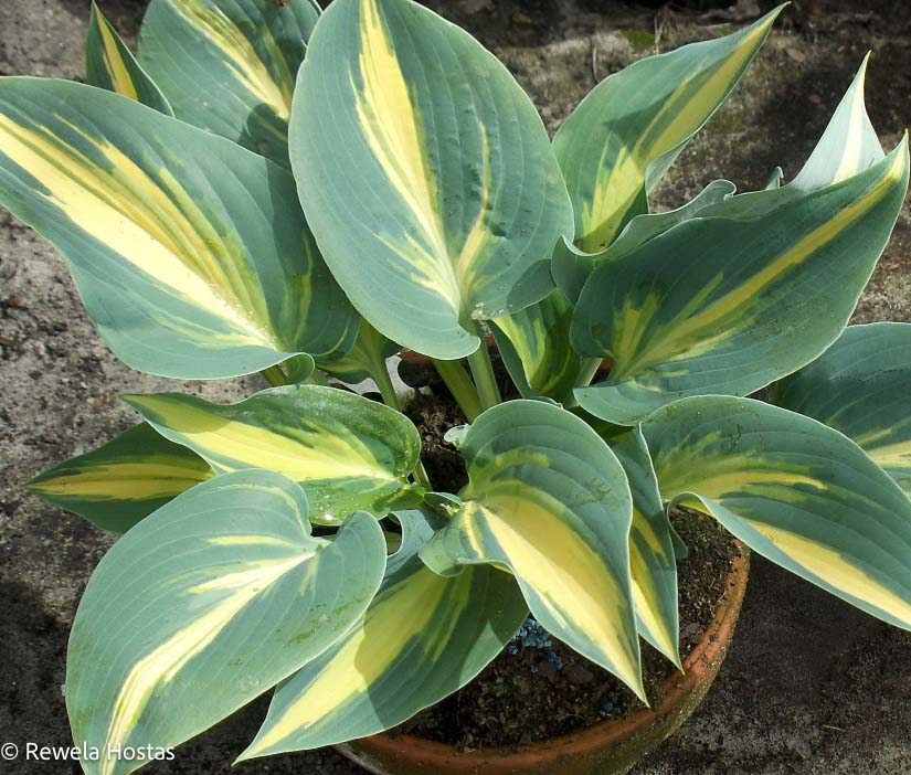 Hostas That Resemble Each Other