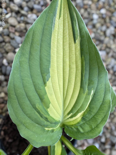 Hosta Elizabeth Campbell | Rewelahostas