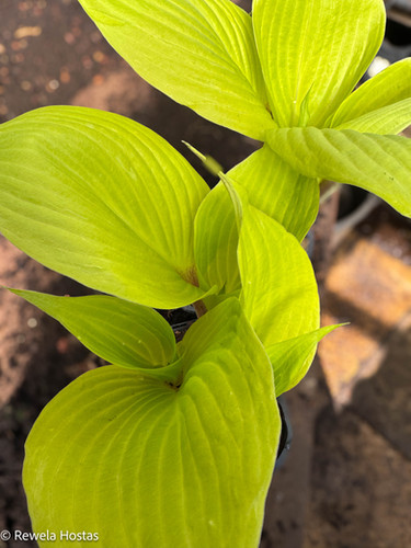 Hosta German Yellow Dragon | Rewelahostas
