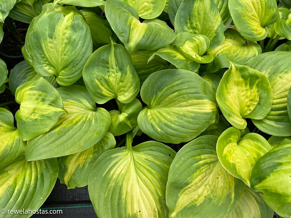 Large & Giant Hostas For Sale In The UK 5/5
