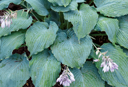 Hosta Diamond Lake | Rewelahostas