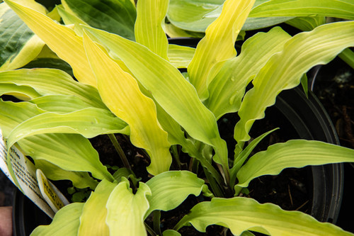 Hosta Curly Fries | Rewelahostas
