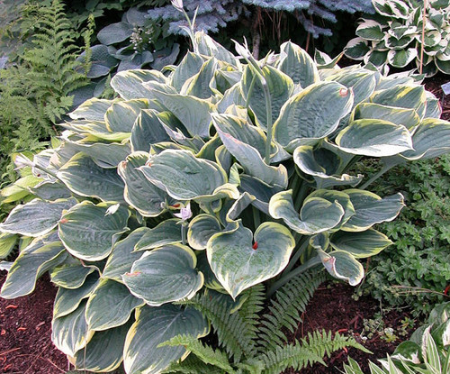 Hosta Sagae | Rewelahostas