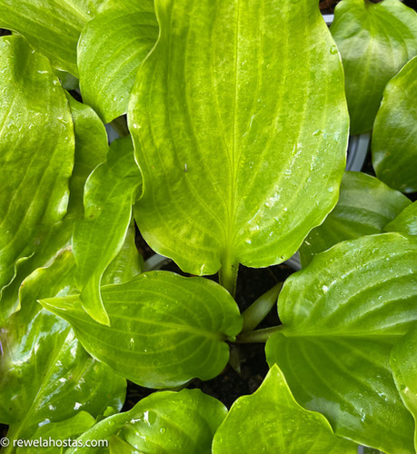 Hosta Red Stepper | Rewelahostas
