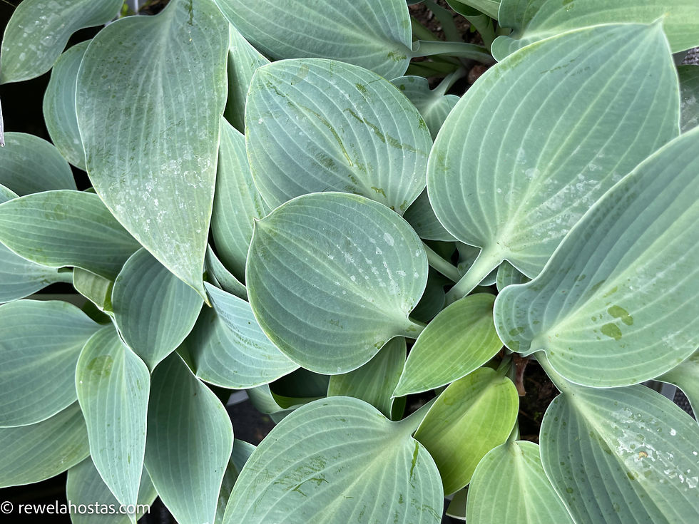 Slug Resistant Hosta Plants For Sale In The UK 4/11