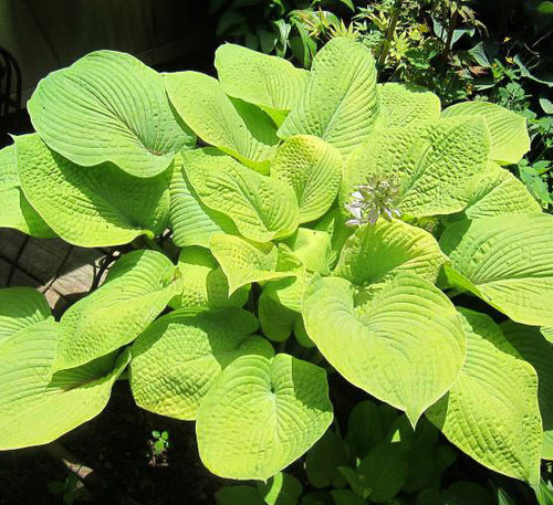 Hosta City Lights | Rewelahostas