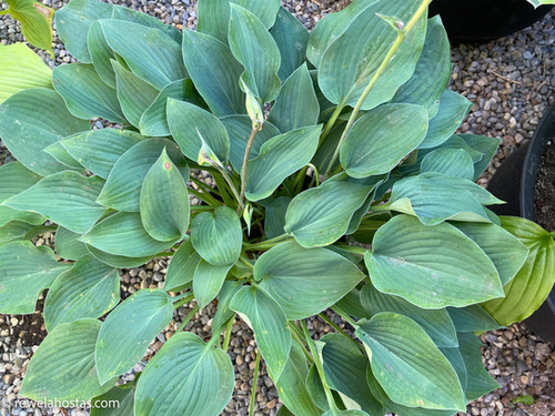 Hosta Peter Pan | Rewelahostas
