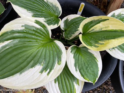 Hosta Anne | Rewelahostas