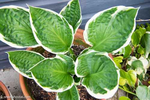 Hosta Independence | Rewelahostas