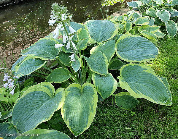 Large & Giant Hostas For Sale In The UK 2/6