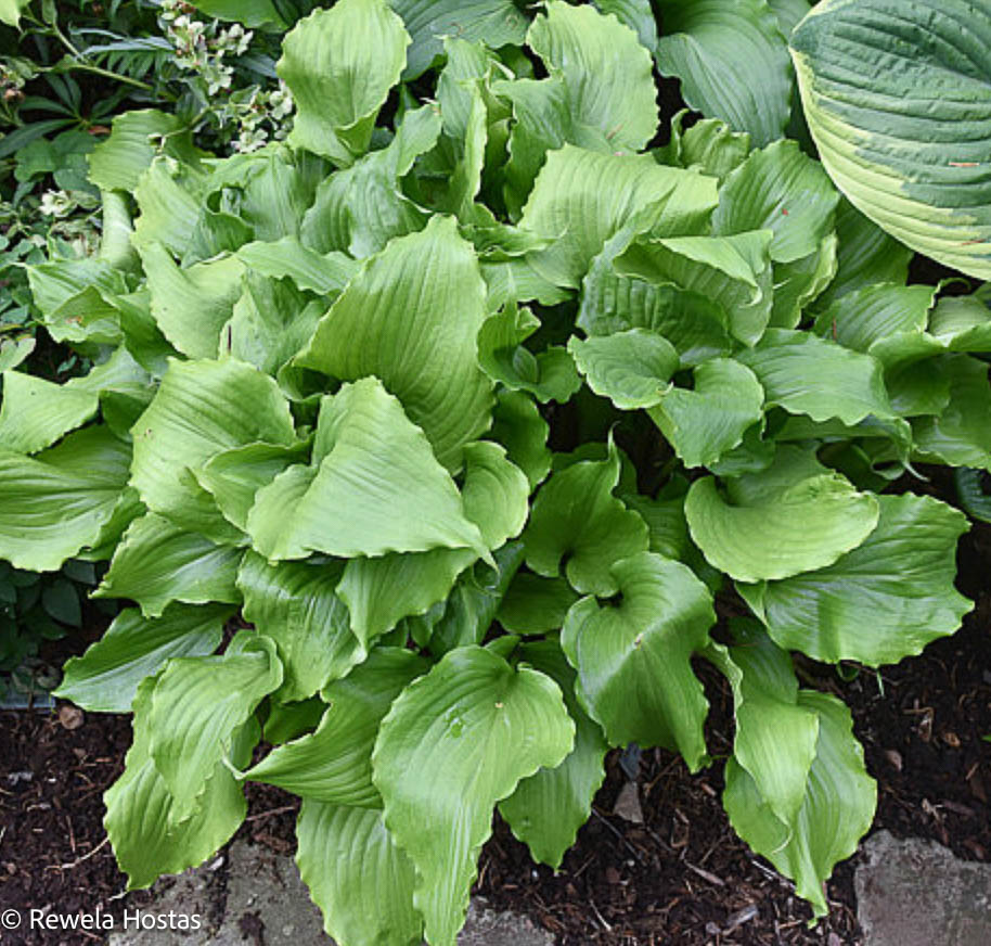 The Beauty and Benefits of the Overlooked Green Hosta