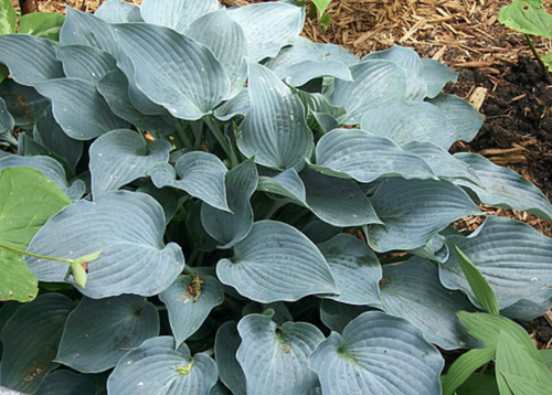 Hosta Purple Verticulated Elf | Rewelahostas