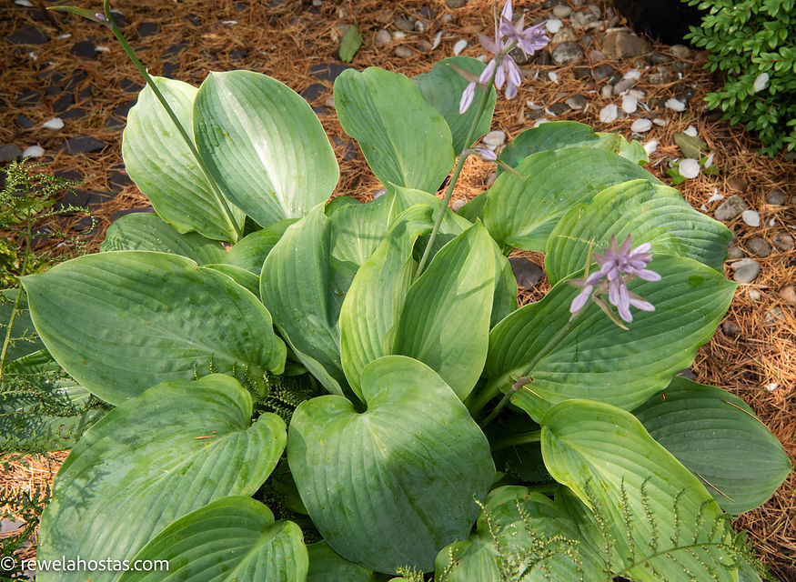 Large & Giant Hostas For Sale In The UK 2/5