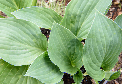 Hosta Dry Ice | Rewelahostas