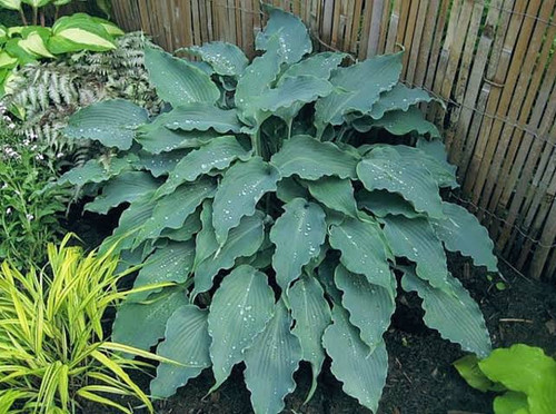 Hosta Blue Cascade | Rewelahostas