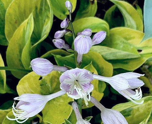 Slug Resistant Hosta Plants For Sale In The UK 4/12