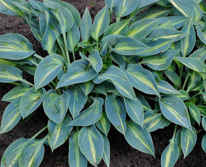 Slug Resistant Hosta Plants For Sale In The UK